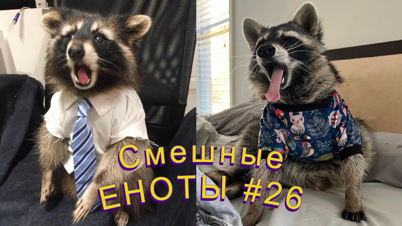 Cмешные ЕНОТЫ #26 / Приколы с ЕНОТАМИ 2026 / Funny Raccoons.