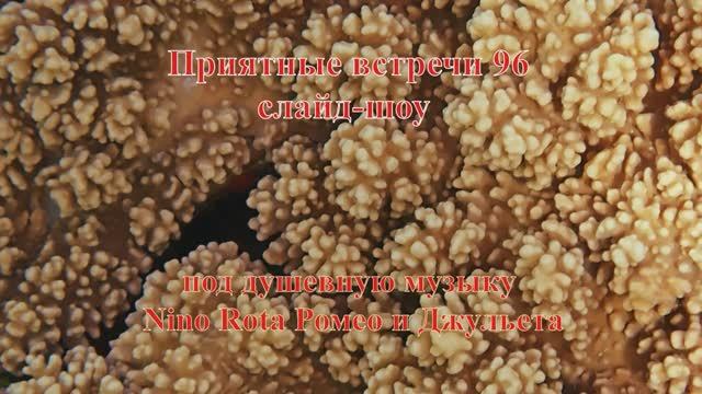 Приятные встречи 96 Коралл мягкий саркофитон серо-голубой слайд-шоу под музыку Nino Rota