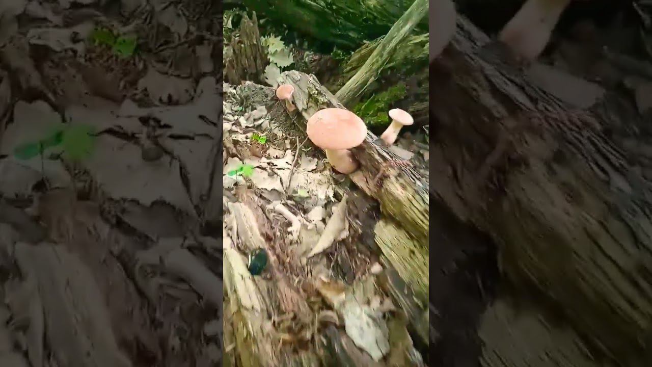 Пилолистник Бокаловидный и ТСЖ #грибы #грибалка #грибнойсезон #тихая_охота #съедобныегрибы #shorts