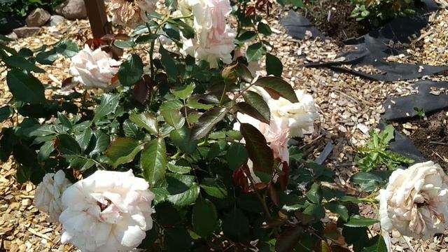 Роза красавица