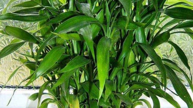 Зелёные магниты для богатства