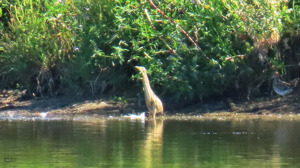 Камышницы и выпь малая выходят из тени. А волчок еще и лягушку поймал