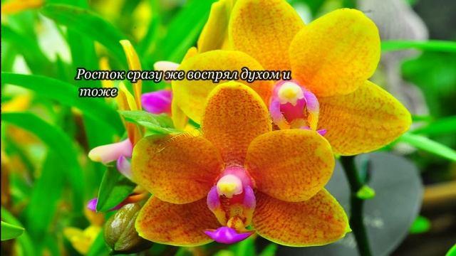 Притча про Росток