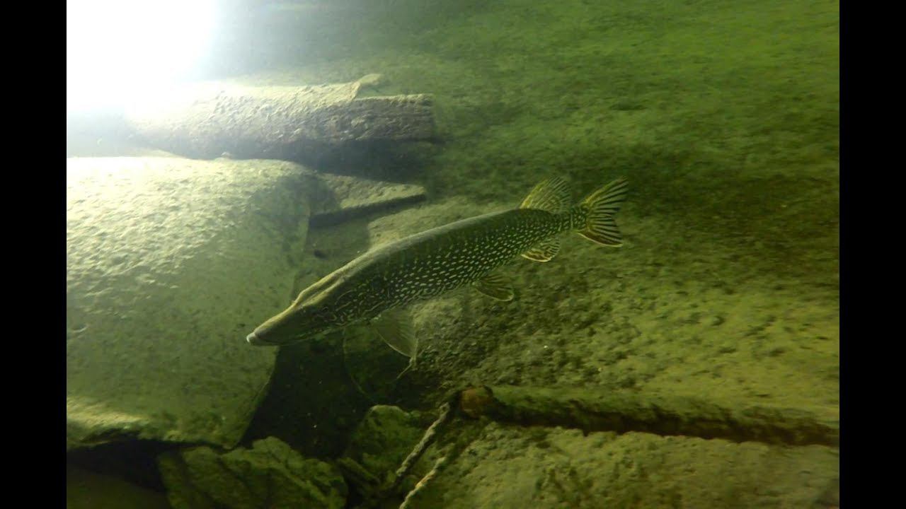 Хозяйка глубин Алтын-кёля