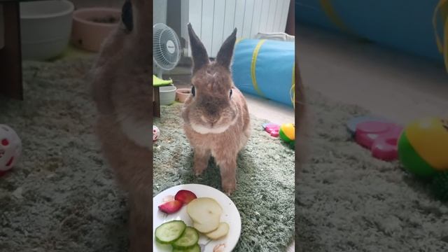 Хитрый язычок