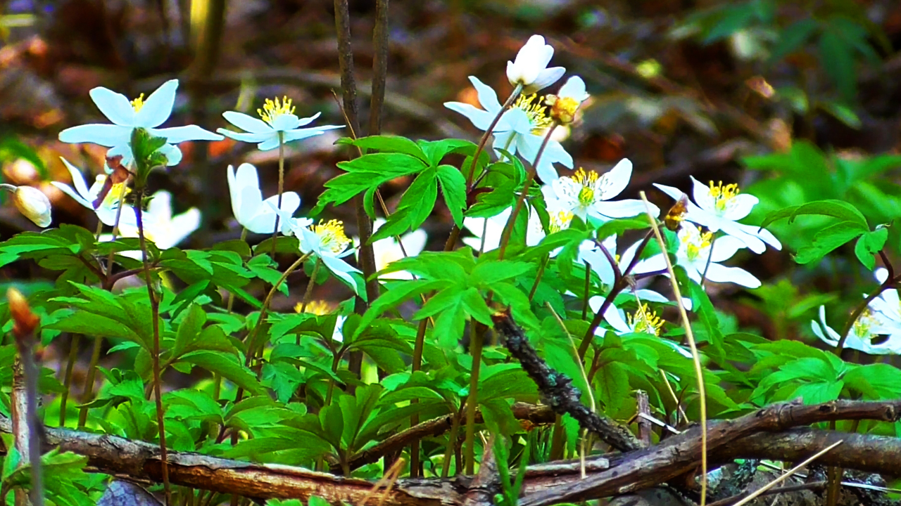 Звуки живой природы: первоцветы, весна. Видео для отдыха.