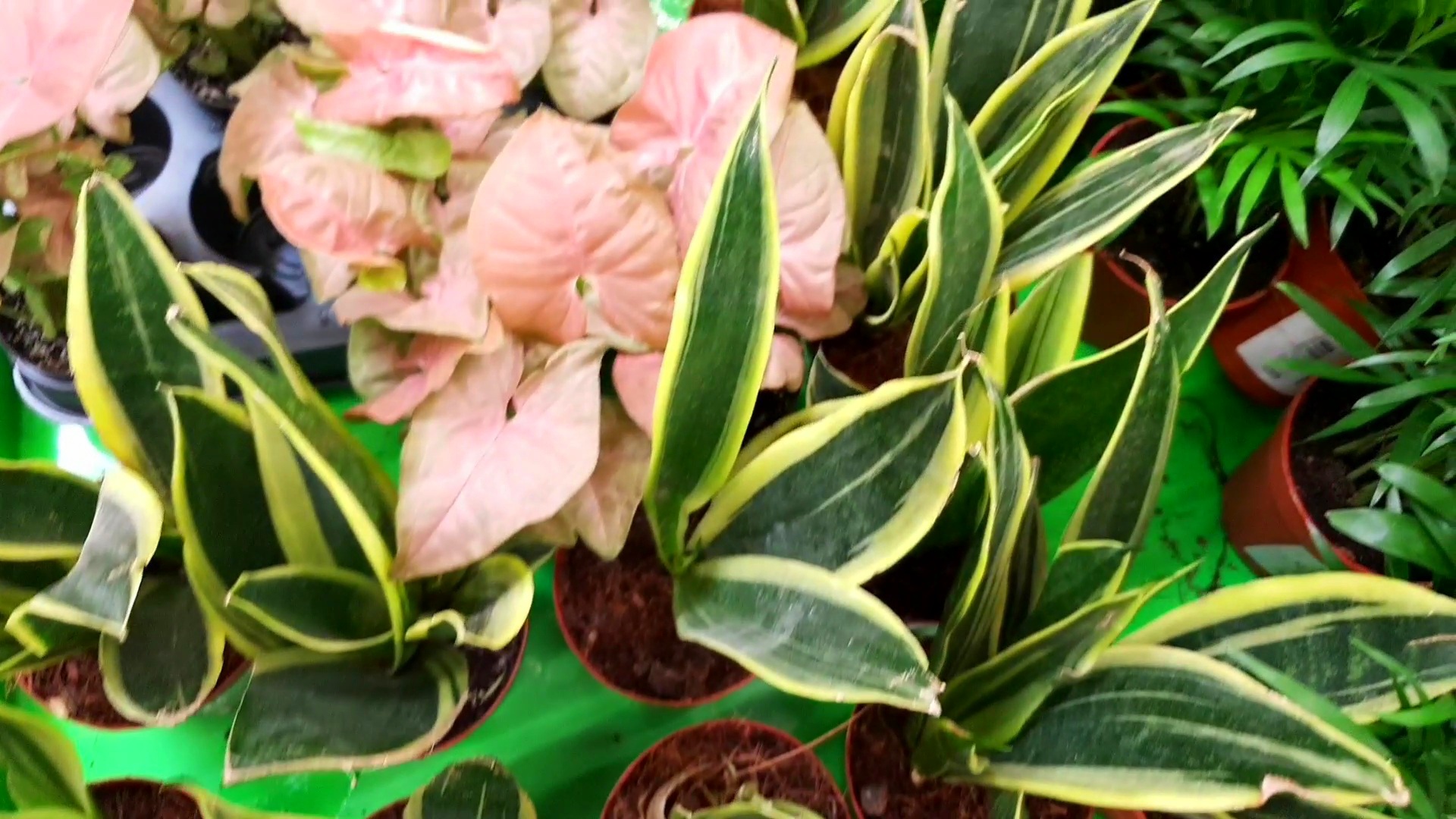 ?КОМНАТНЫЕ ЦВЕТЫ В АШАНЕ⚘?