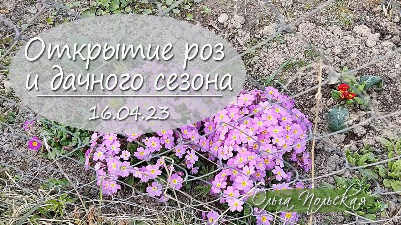 Открываю розы и заодно дачный сезон  | Vlog дача как есть. Хроника. 16.04.2023