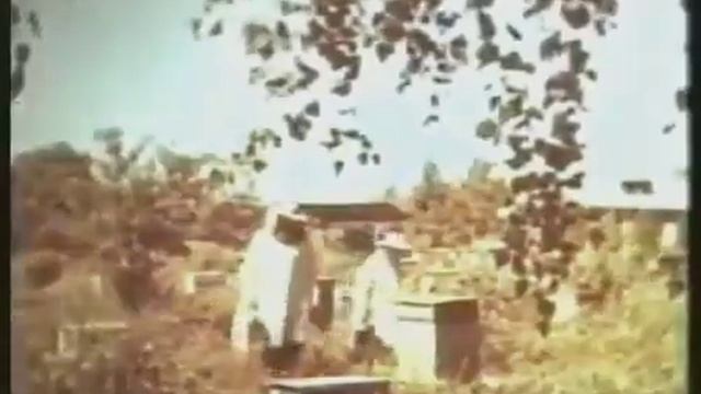 5 селекция пчел.mp4