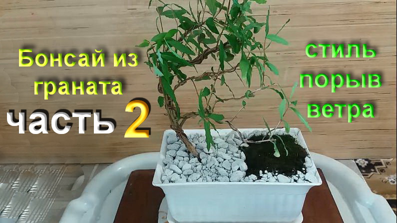 2.Формировка БОНСАЙ из граната стиль   порыв ветра. Часть 2Formation of BONSAI from garnet style gus