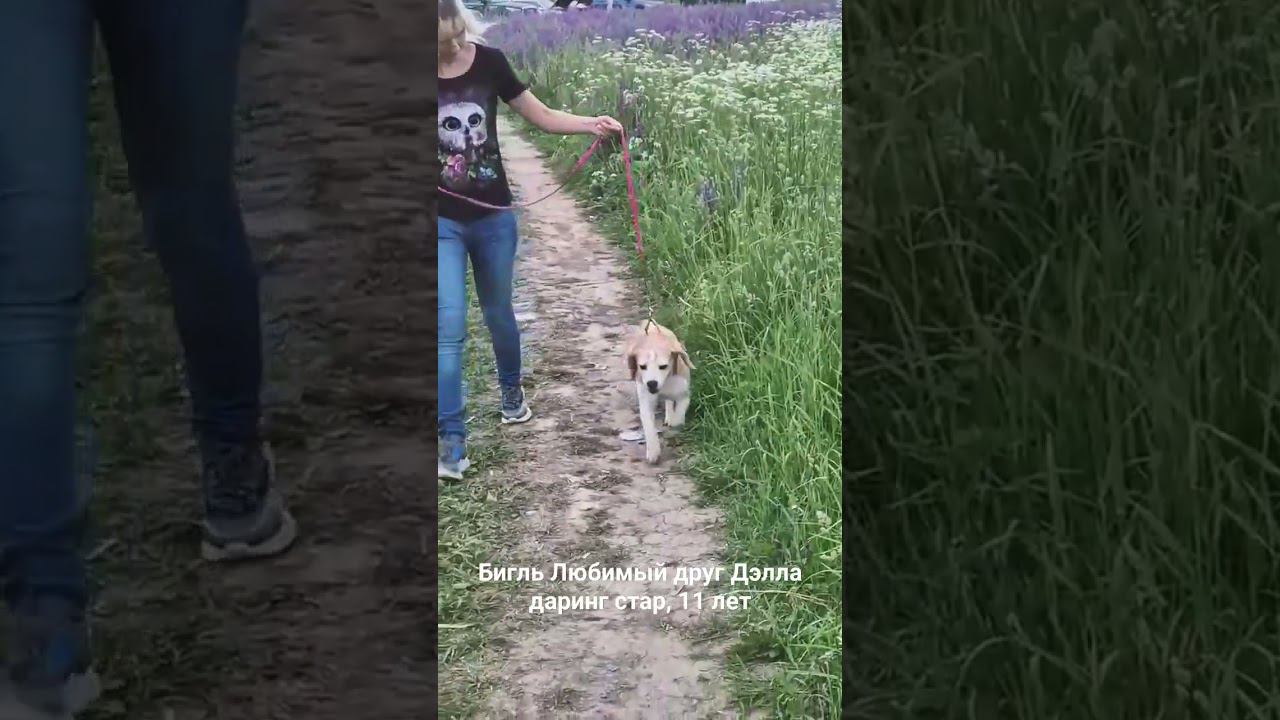 Бигль. Любимый друг Дэлла даринг стар
