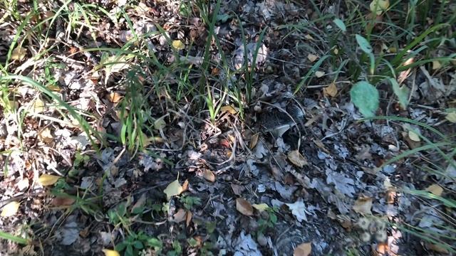 В лес за грибами(готовлю грибы в лесу)