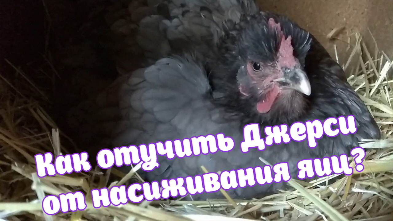 Как отучить Джерси от насиживания яиц?