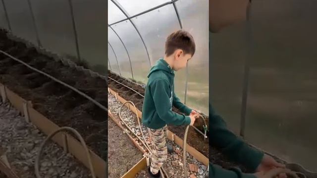 как посадить чудо помидоры 🍅