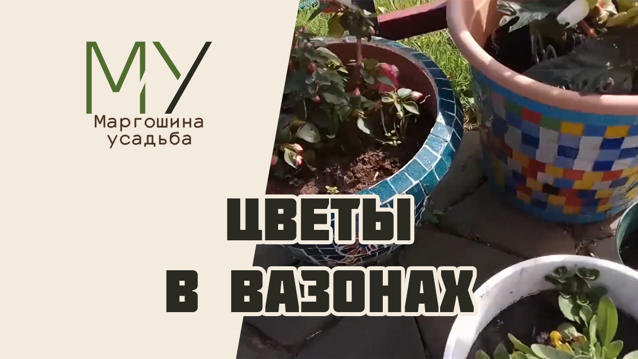 Цветы в вазонах