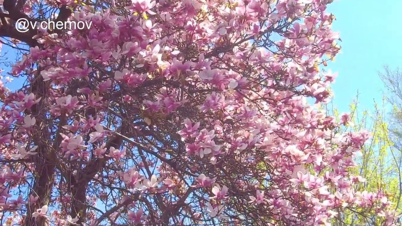 Старейшая на Кавказе магнолия расцвела во Владикавказе