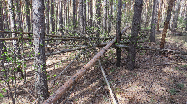 Откуда шли следы часть 2я.Поиски Лешего (Снежного человека).