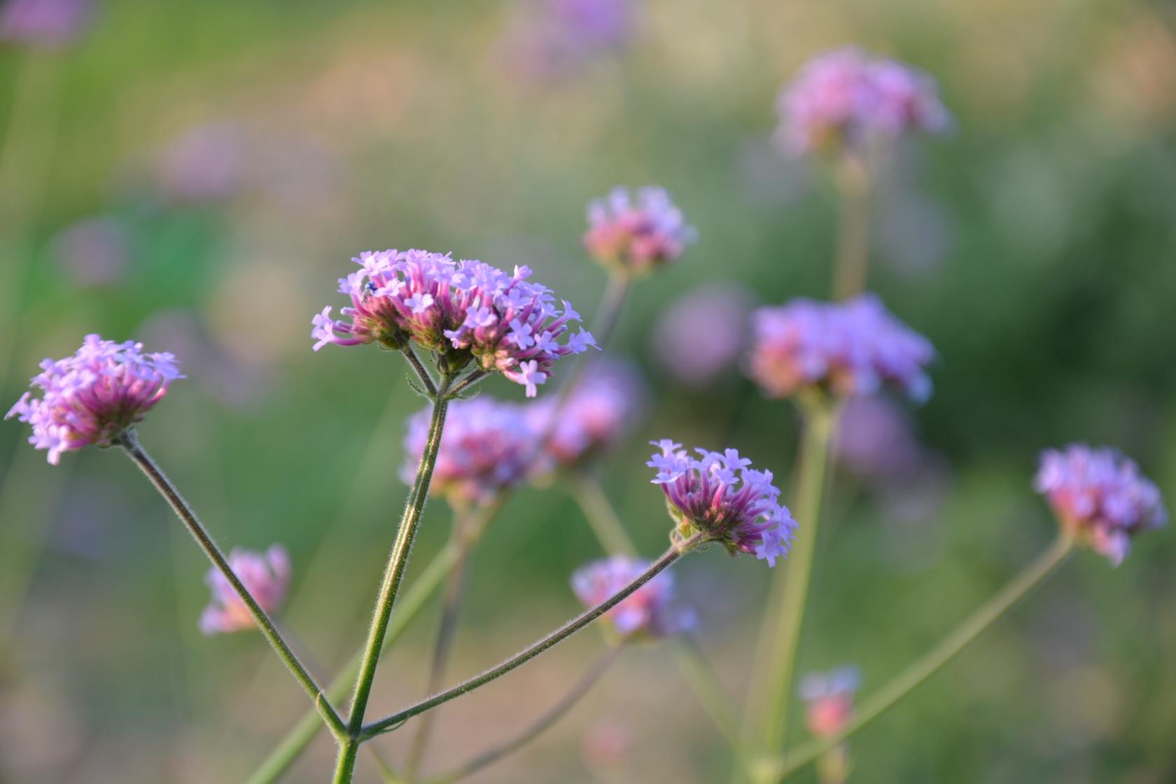 Вербена буэнос айресская