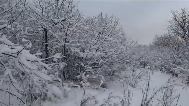 тропление зайца, фотоохота.mp4