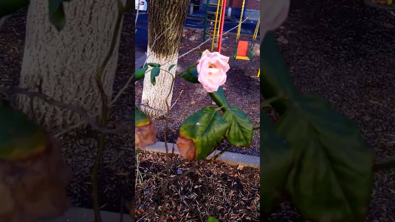 Зима на Кавказе #Севернаяосетия #розывдекабре