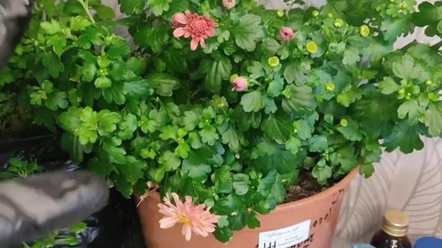 Черенкование хризантемы мултифлоры.Каки черенки брать и когда.