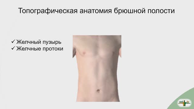 Брюшная полость ЖЕЛЧНЫЙ ПУЗЫРЬ и  ПРОТОКИ
