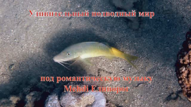 Удивительный подводный мир под музыку Mehdi Единорог Барабулька зубастая золотистая длинноусая