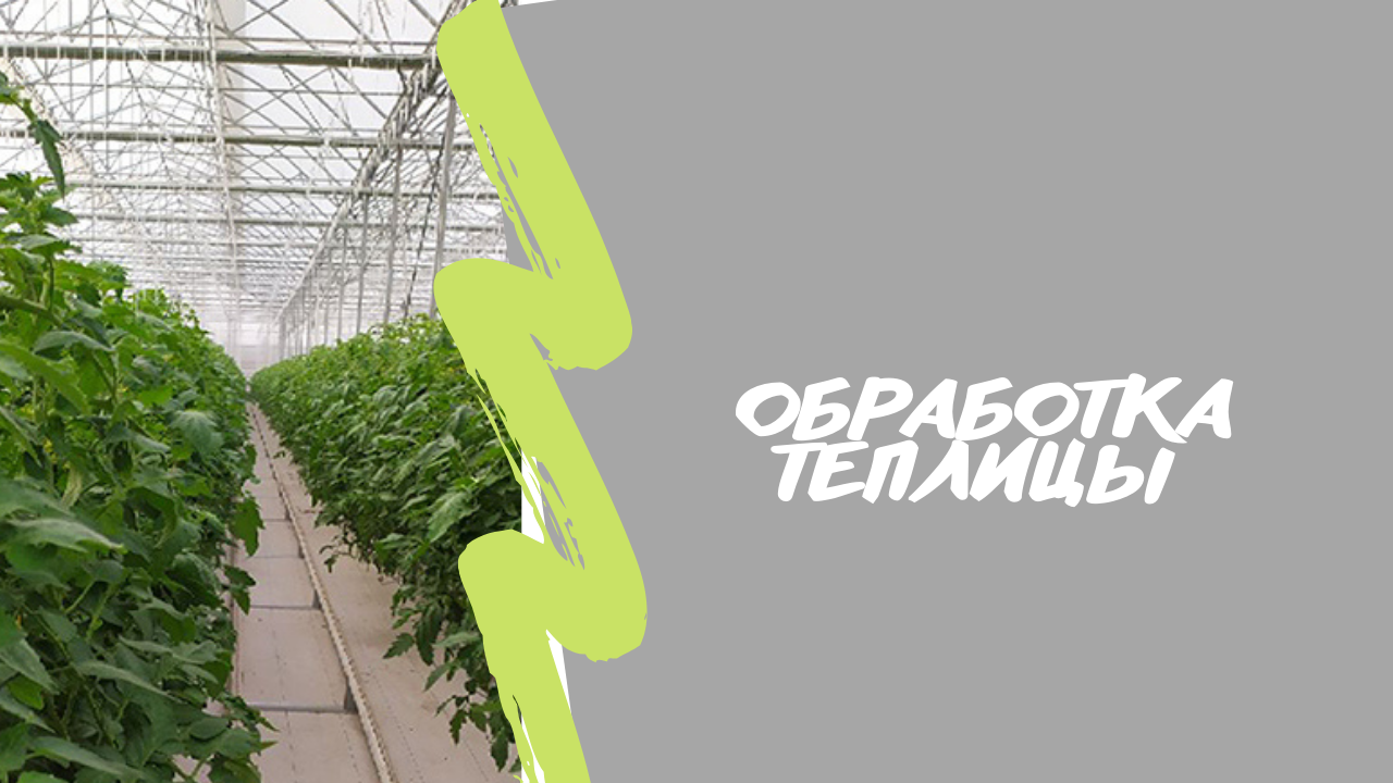 Чем обработать теплицу от вредителей и болезней??