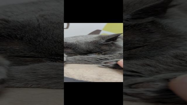 Спят усталые игрушки...?