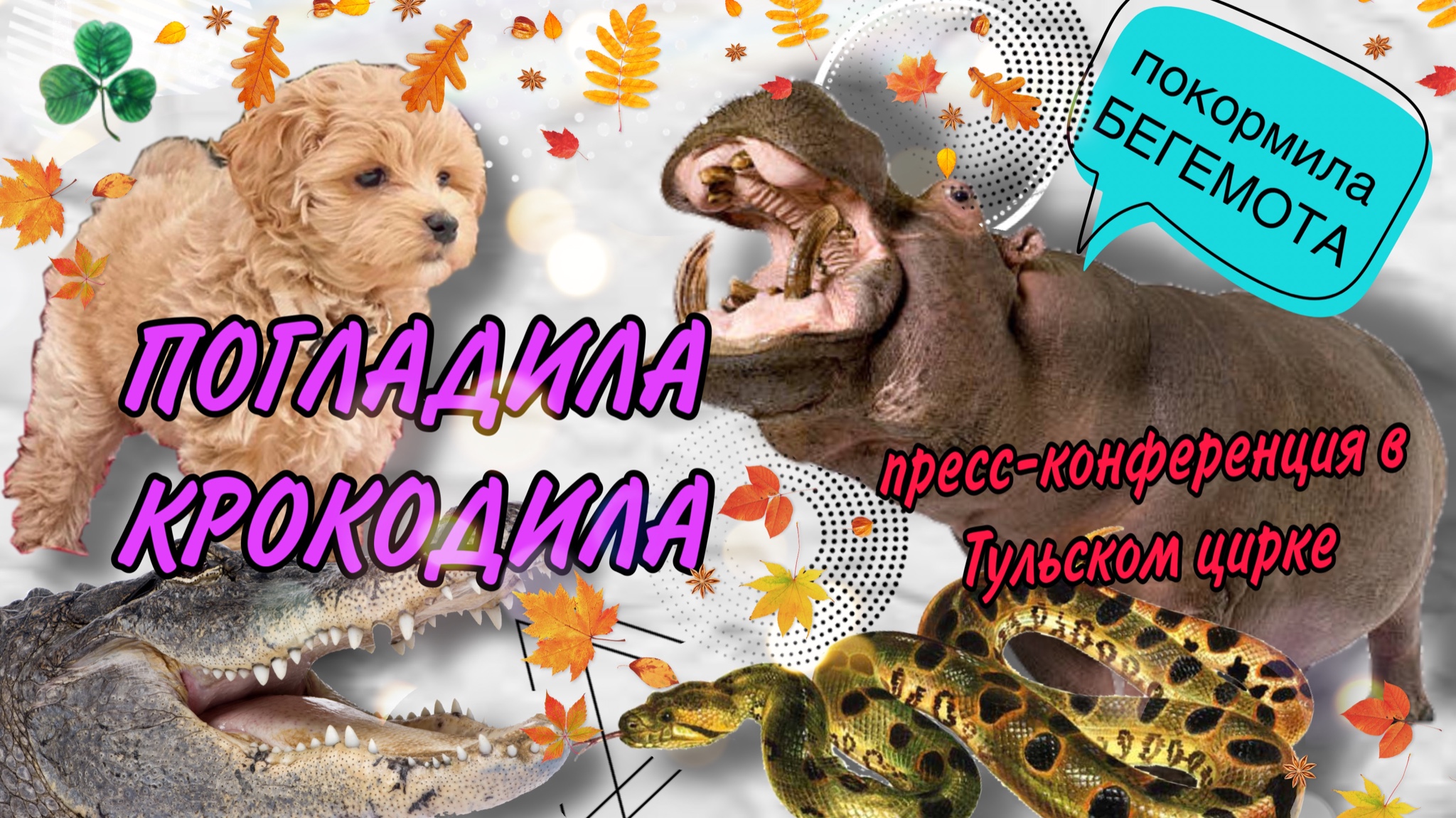 Тропик шоу в Тульском цирке/Шувалова/Алёна Шувалова /s_p0ntom_pod_z0ntom