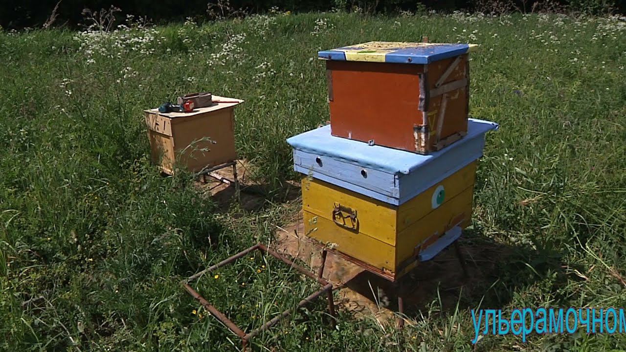 Первый рой 2021 сажаем в улей. Пчеловодство.