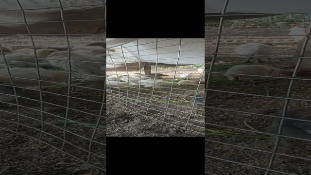 цыплята брама