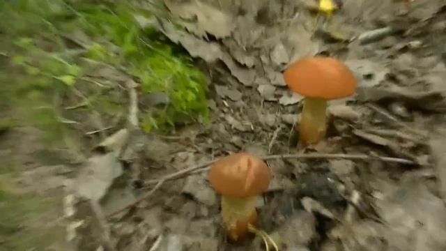 Собираем грибы- собираем