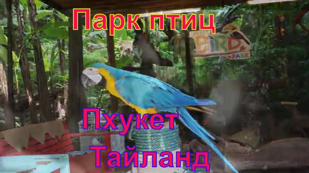 Тай парк птиц на Пхукете