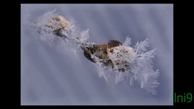 Снежные узоры Надежды Лавровой