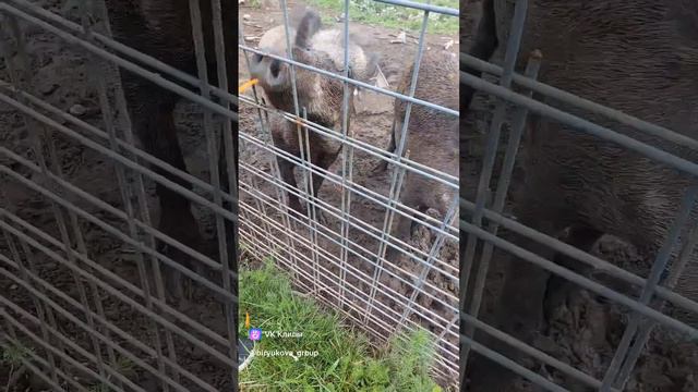 Карельский зоопарк