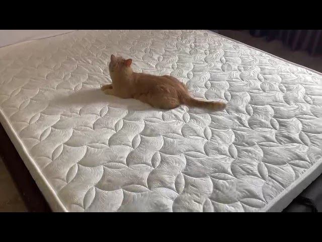 Отзыв о матрасе Лонакс