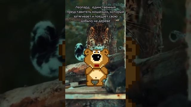 Мишка и леопард