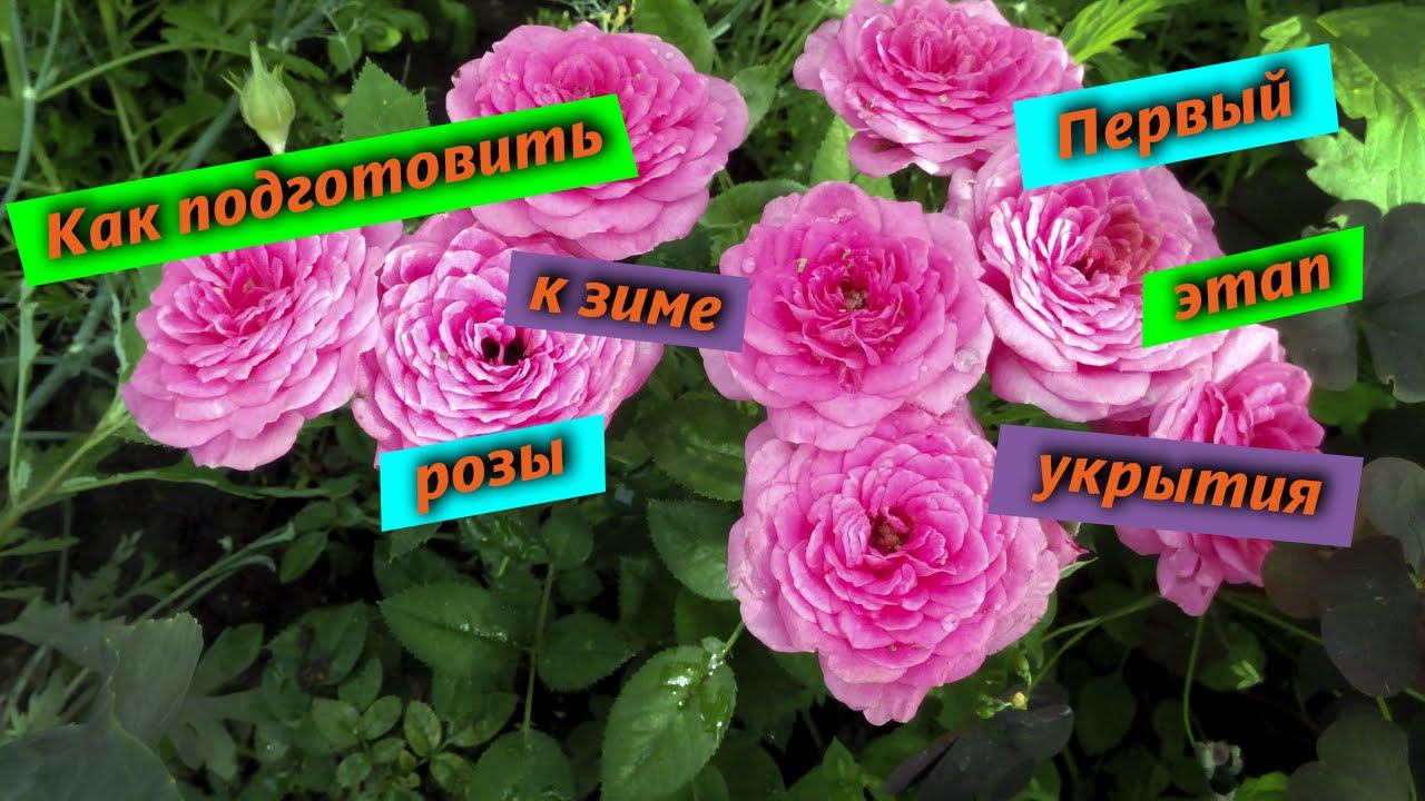 Укрытие роз в Сибири - Первый этап - 2021 год