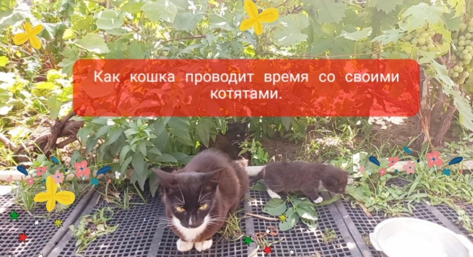 Как кошка проводит время с котятами.