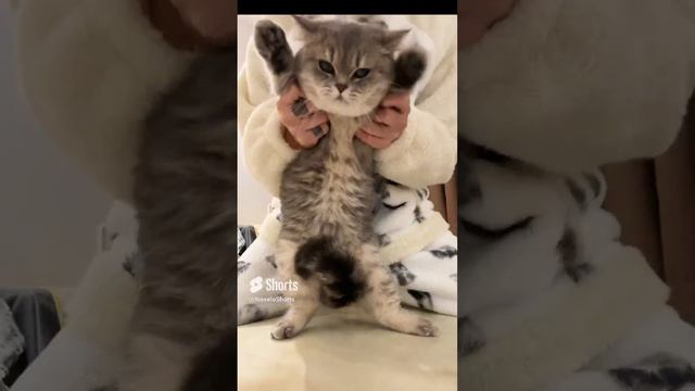 Котёнок 2023, часть № 18, кот байкер, собакен скейтер … дальше интересней ?