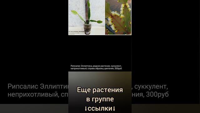 30.06.24 #Растения почтой🌿Липецк🌸Филодендроны🌿Сингониумы🌸Сансевиерии🌿Рипсалис🌸 #shorts