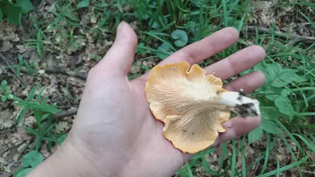 ОТец ищет грибы 8 июля. Нашёл моховики