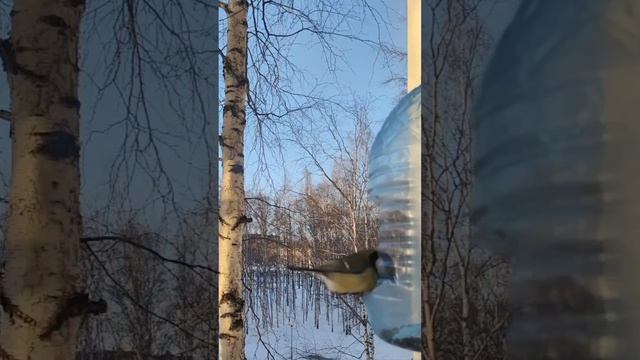 Подкармливайте птичек зимой! 🐦🐦🐦
