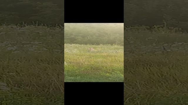 Лиса сестрица.