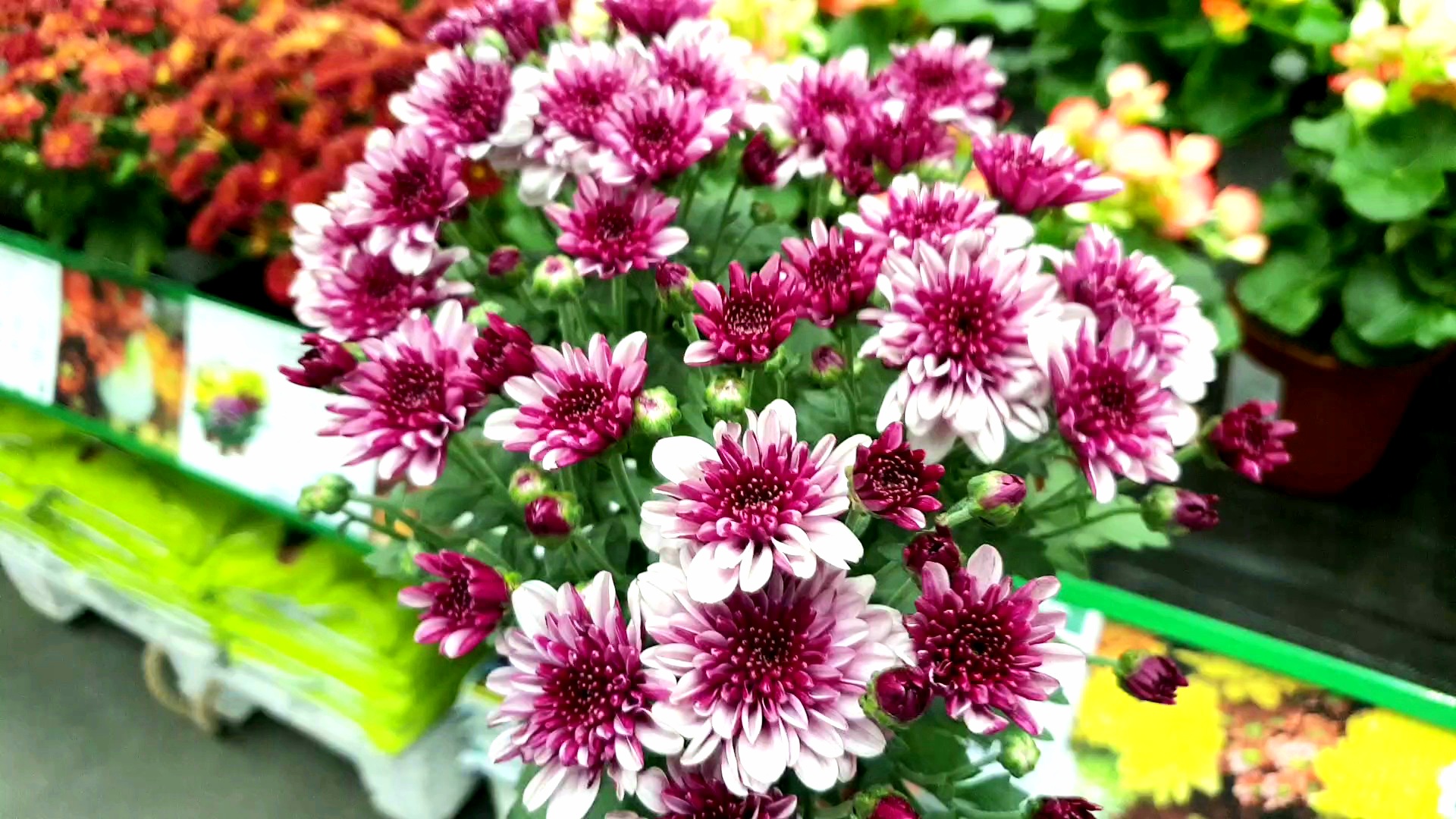 ⚘БАУЦЕНТР?Комнатные Цветочки?(Что Новенького?)☘