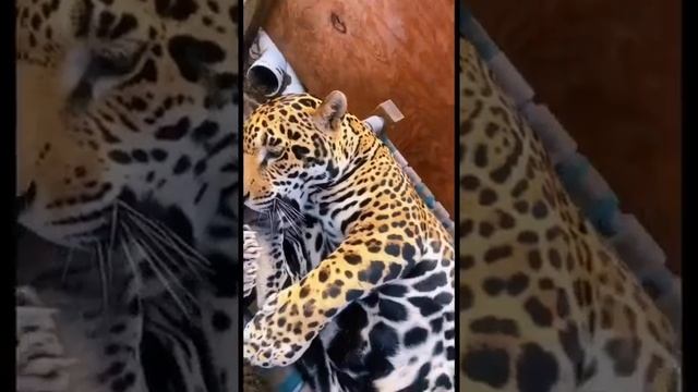 Ягуар кайфует.