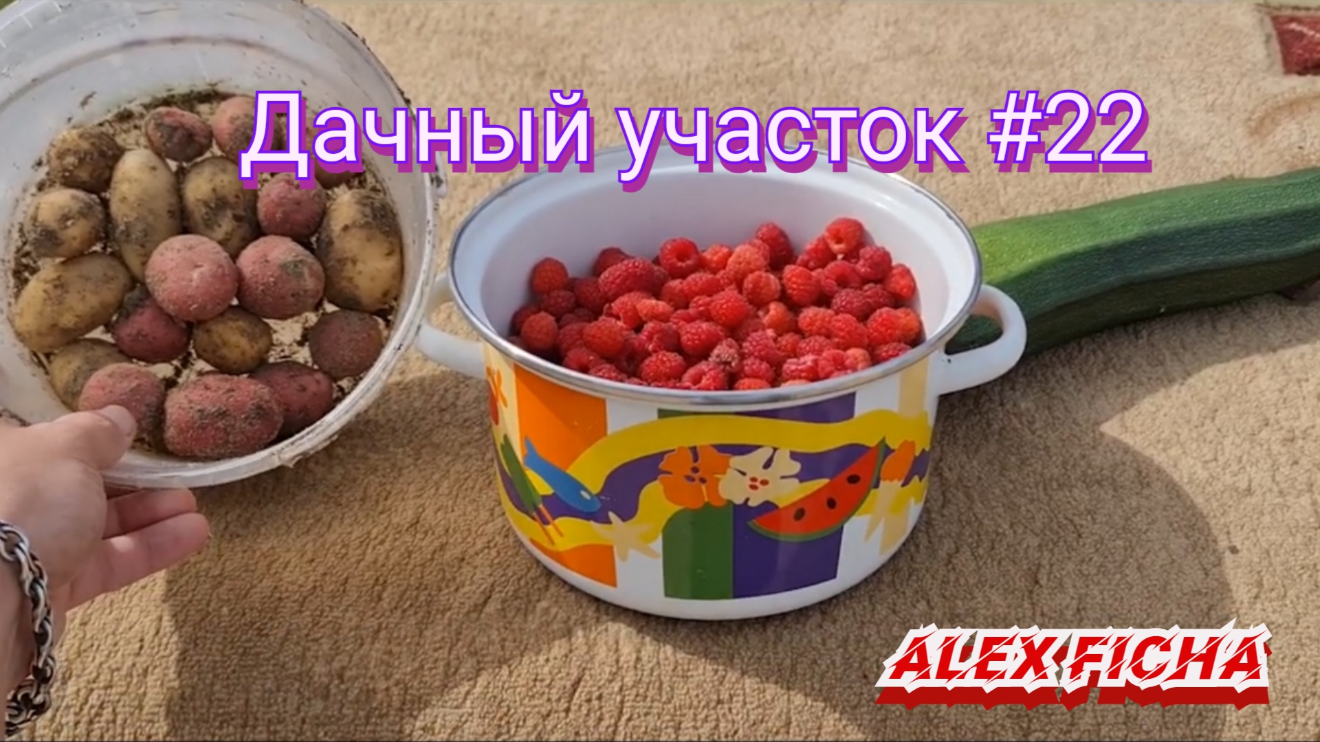 Дачный участок с нуля #22  Наш первый урожай