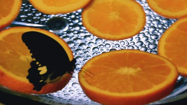 Выставка тропических бабочек в г. Саранск.