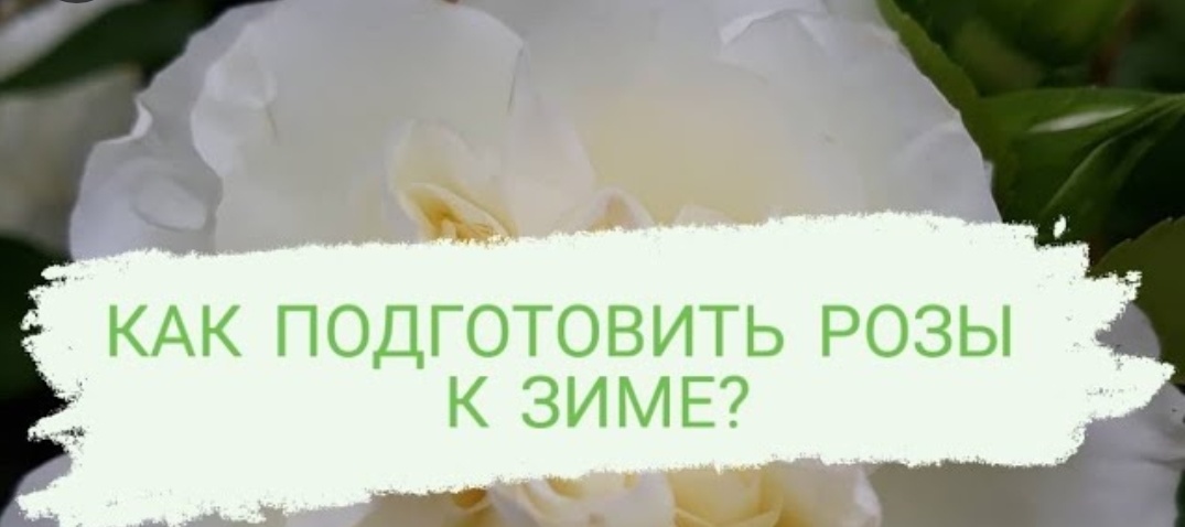 КАК ПОДГОТОВИТЬ РОЗЫ К ЗИМЕ ? КАК Я ГОТОВЛЮ РОЗЫ К ЗИМЕ И ПОЧЕМУ ИМЕННО ТАК?